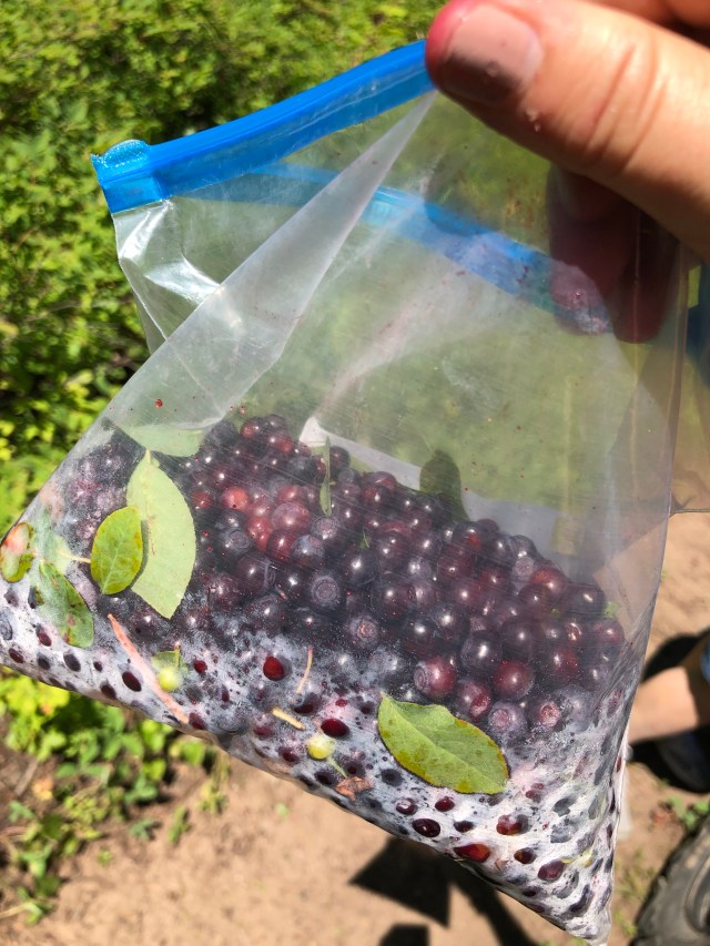 A Quick Guide to Huckleberry Picking – Little Honey Hunts